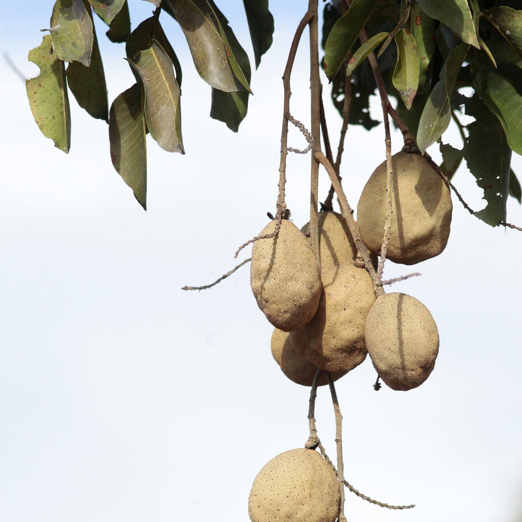 Organic and Non-GMO Baru Nut Products – Tio Berto Foods
